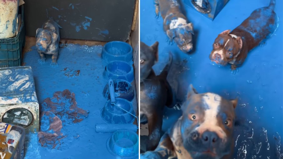 Filhotes de cachorro ficam cobertos de tinta azul após travessura