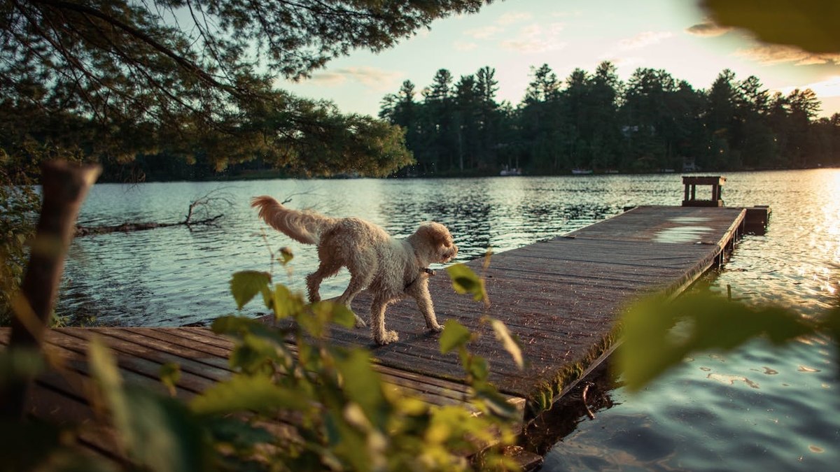 Poodle é originário da Alemanha; veja as principais características da raça