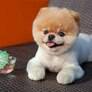 Conheça a vida de Boo, o cachorro mais fofo do mundo - Comportamento - iG