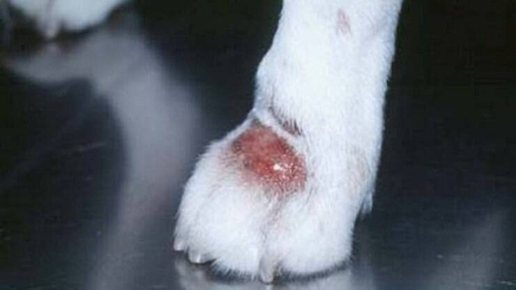 Seu pet se machucou? Saiba como tratar feridas em cachorro - Dicas - iG