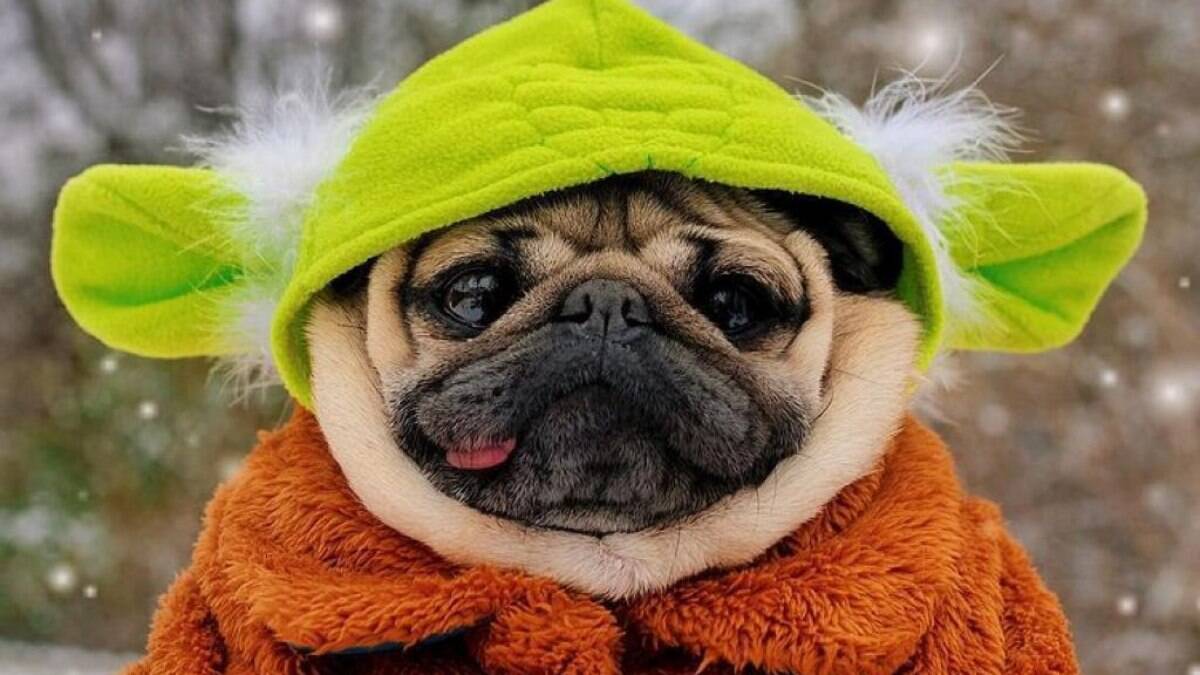 Conheça Doug, o pug mais famoso na internet | Canal do Pet | iG