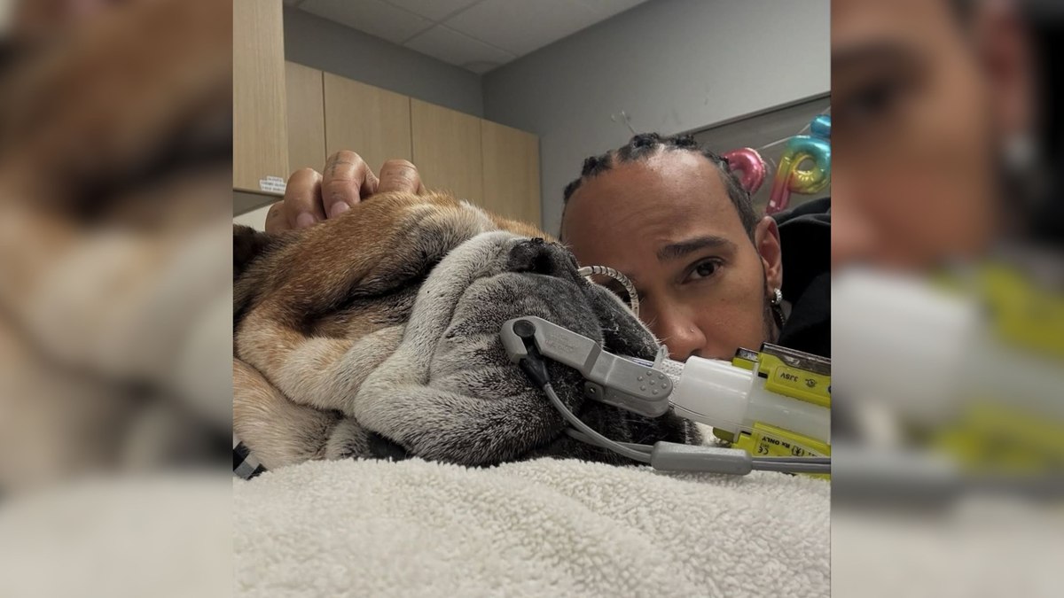 Lewis Hamilton desabafa sobre cão internado: 'Está em coma'