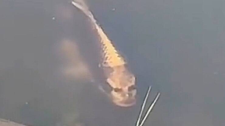 Turistas filmam peixe com 'rosto humano' na China; assista - Meio ...