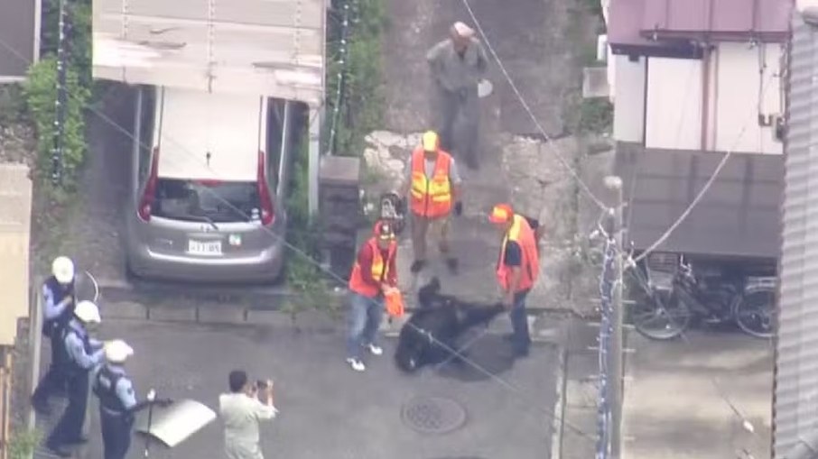 Urso é capturado após três dias de tensão em cidade