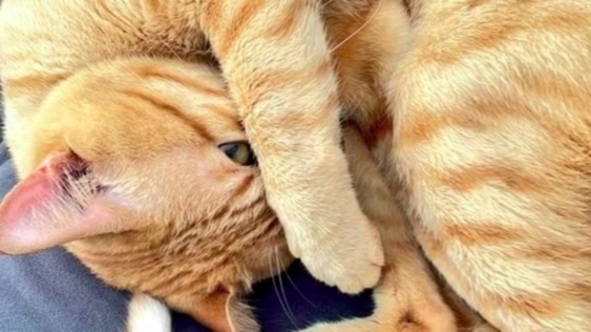 Gato fica violento, ataca família e repercute na web; entenda o caso