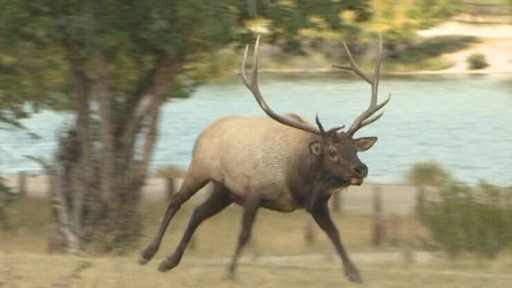 Ataque de alce deixa dois feridos nos Estados Unidos; assista - Mundo ...