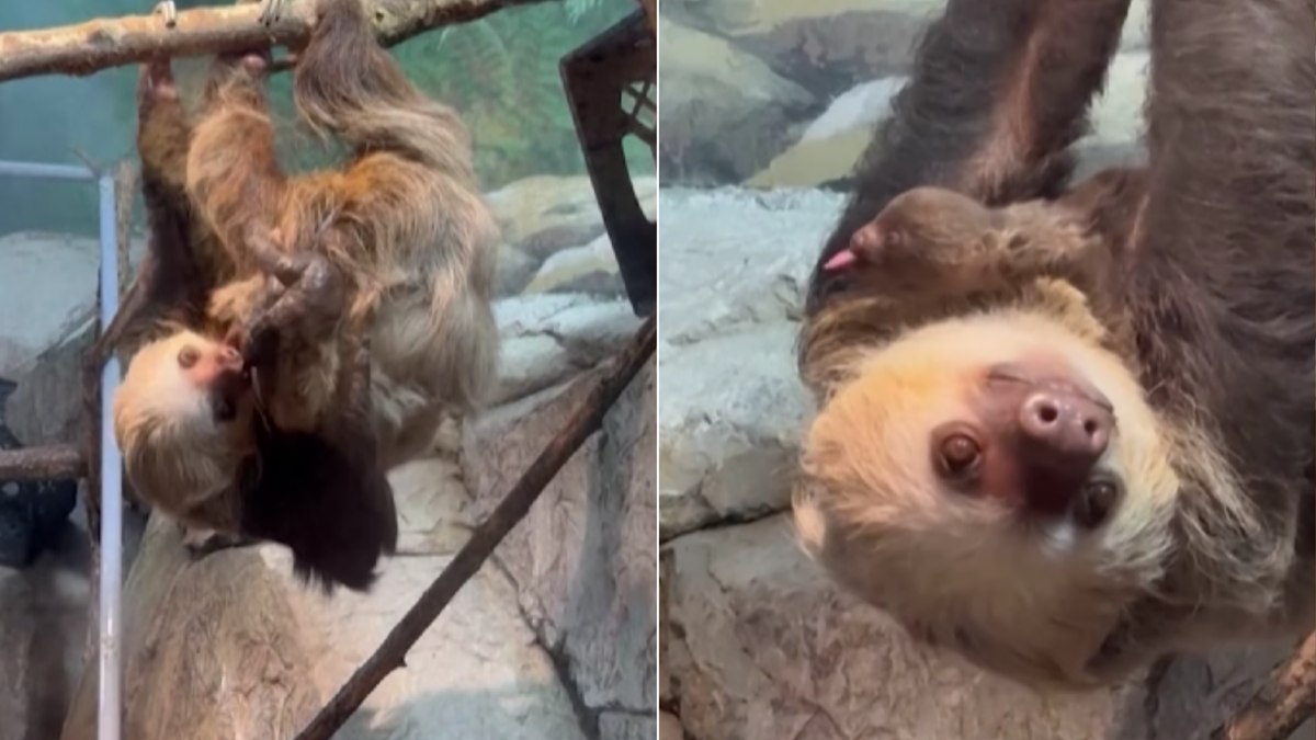Bicho-preguiça dá à luz em frente a visitantes de zoo
