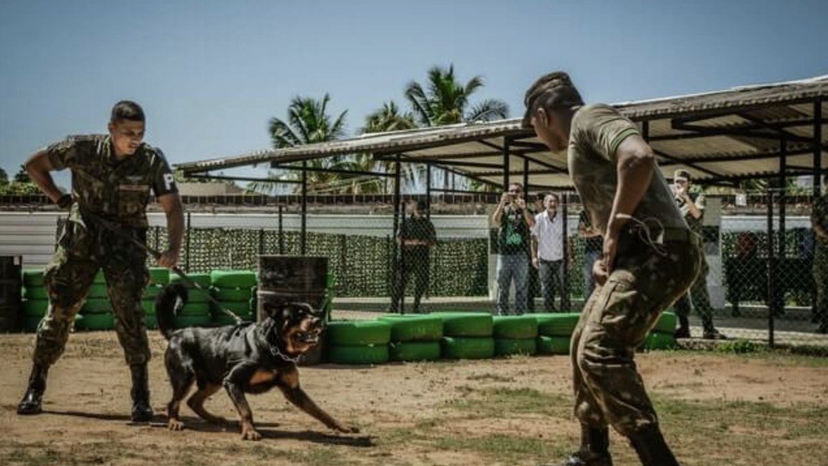 STM torna réus 7 cabos do Exército por trote violento em colega