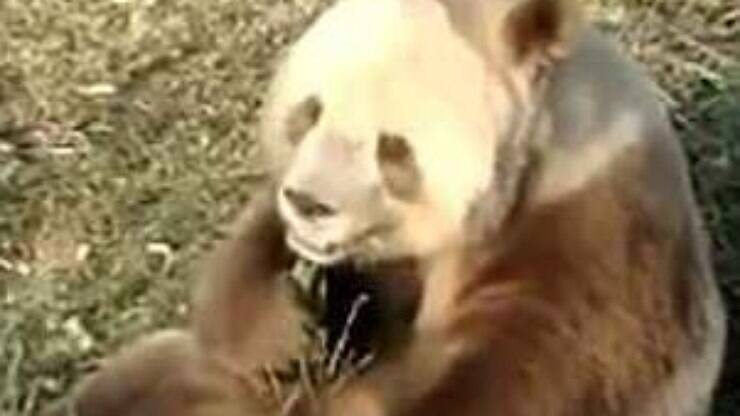 Fofo e raro! Segundo panda marrom do mundo é encontrado em floresta da ...