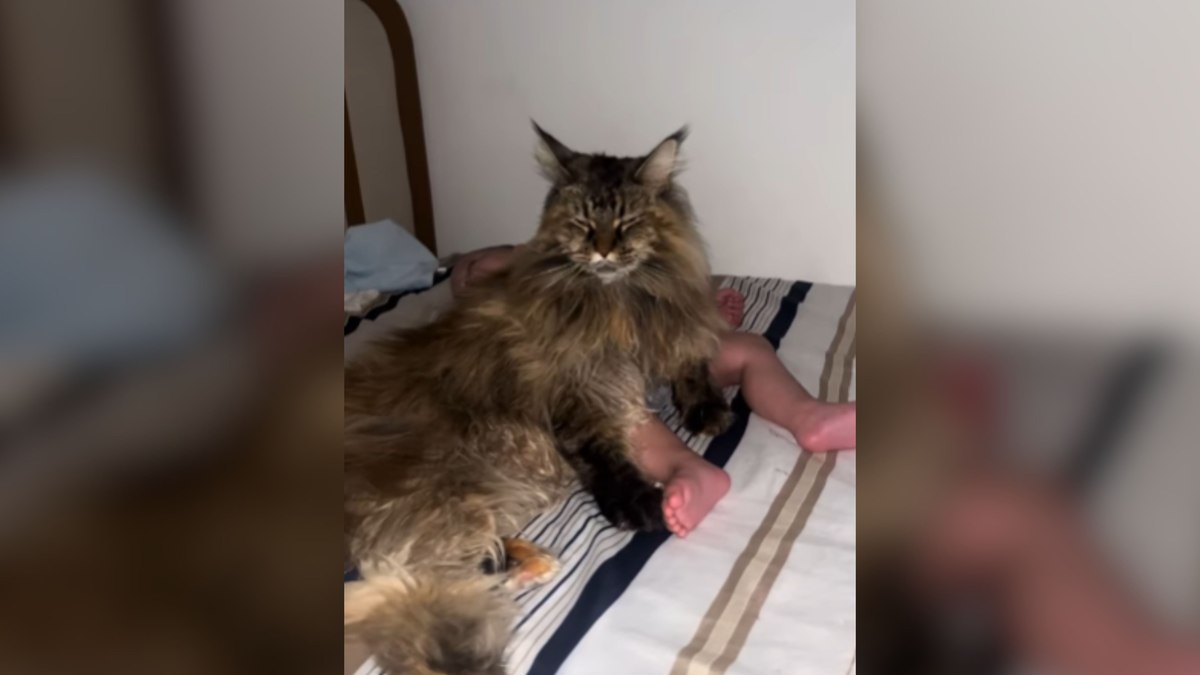Babá eletrônica flagra gato dormindo sobre bebê