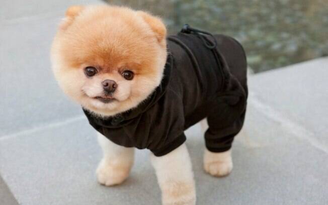 Conheça a vida de Boo, o cachorro mais fofo do mundo - Comportamento - iG