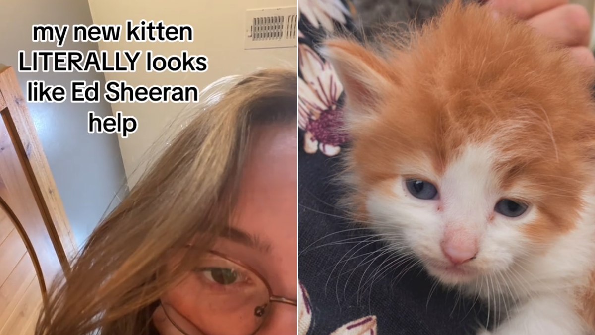 Gato viraliza por incrível semelhança com cantor Ed Sheeran