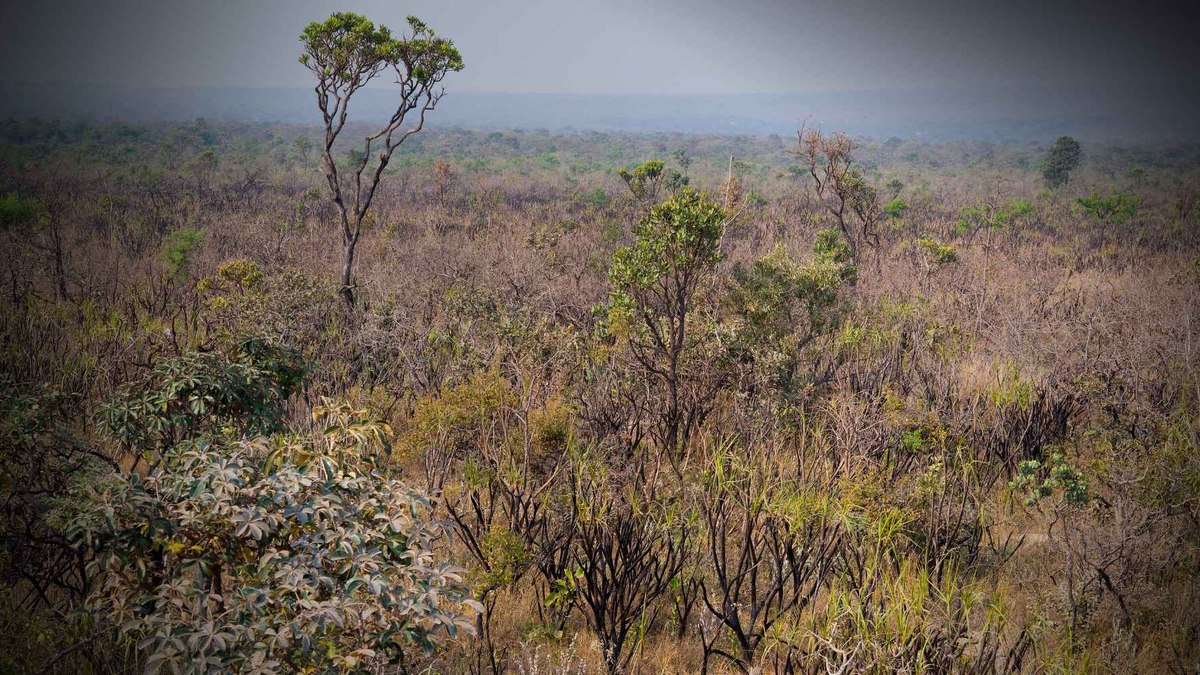 Flexibilização da legislação impulsiona o desmatamento do Cerrado na Bahia