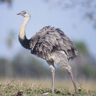 Ema: Saiba mais no Guia de Bichos | Canal do Pet