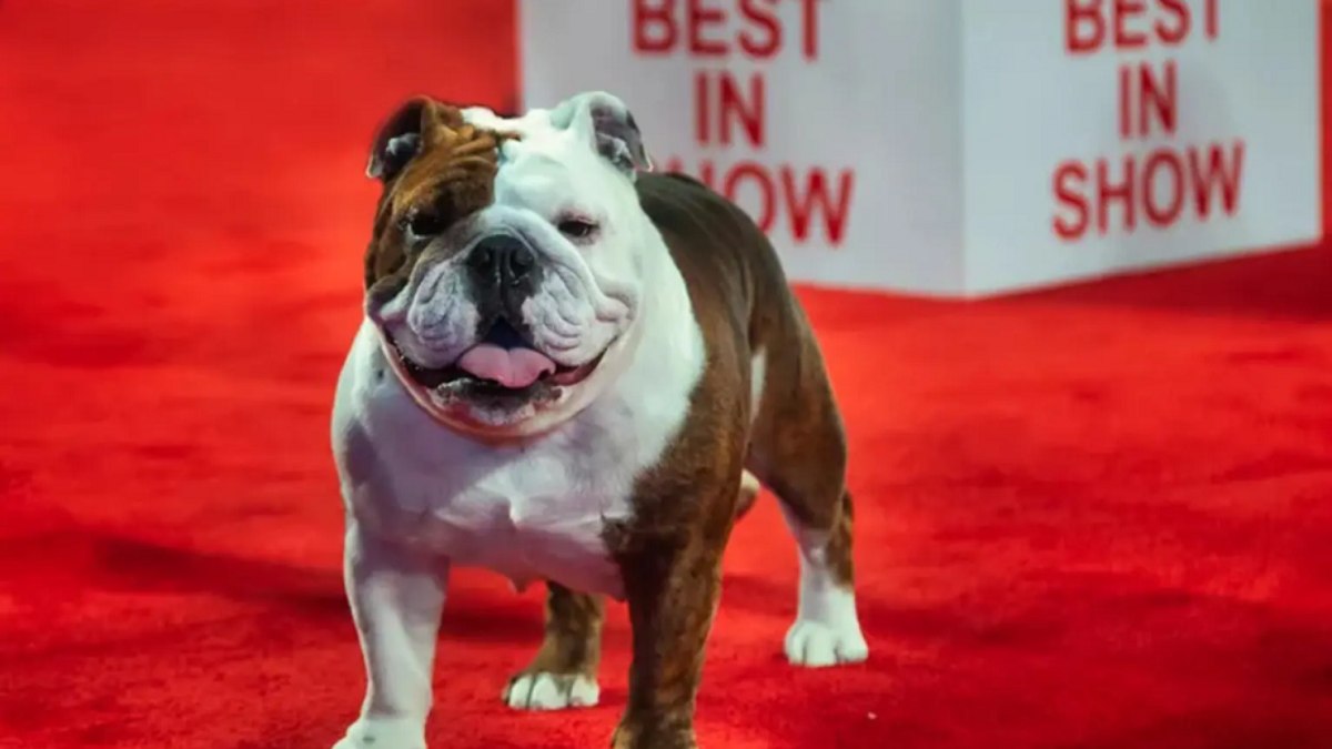 bulldog ingles - blog do jogo bicho【PG777.COM】 A Escolha Perfeita ... bulldog ingles - blog do jogo bicho【PG777.COM】 A Escolha Perfeita ...