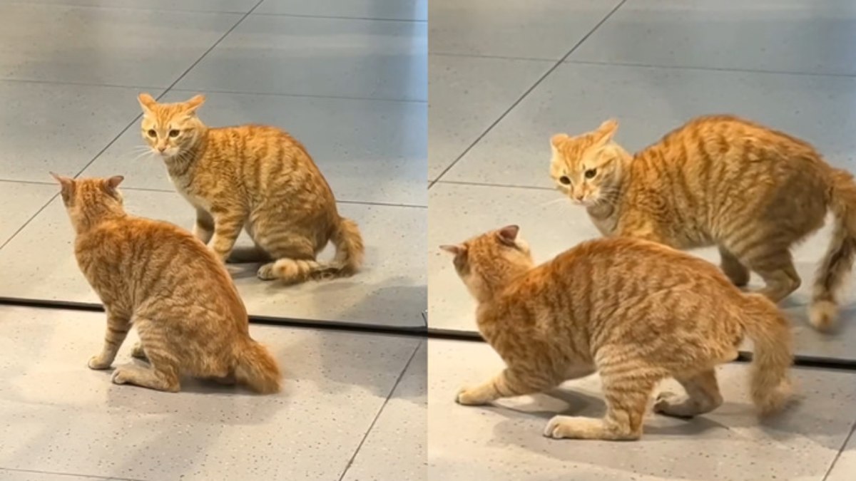 Gato fica intrigado ao se ver no espelho e reação viraliza na web