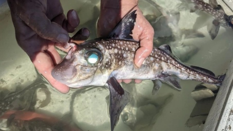 Cientistas descobrem peixe com dentes na testa