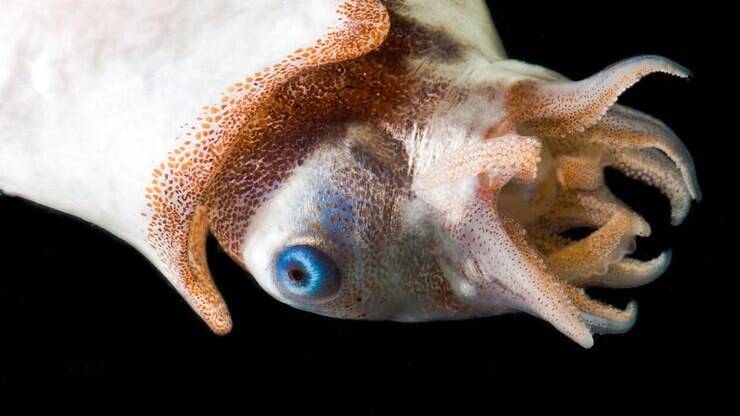 Lula 'bizarra' é filmada pela primeira vez fora de sua concha; assista ...