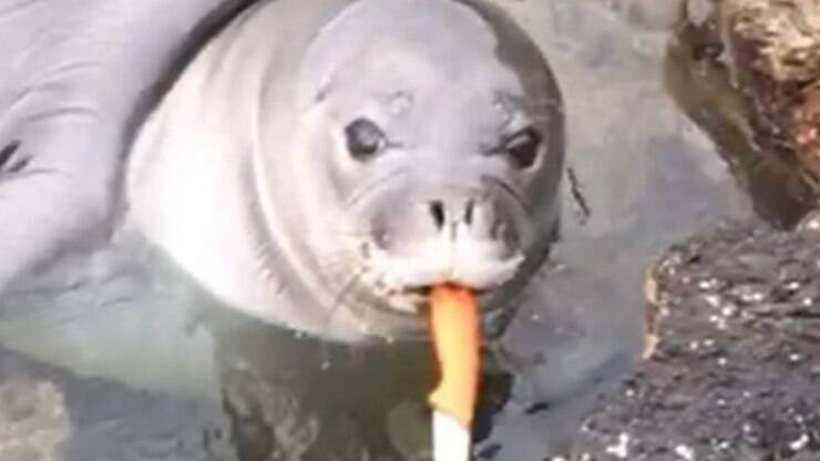 Filhote de foca é flagrado segurando faca na boca e preocupa biólogos ...