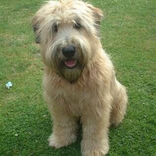 Irish Soft Coated Wheaten Terrier Stay On Grass Stock Photo Download Image Now Soft Coated ...