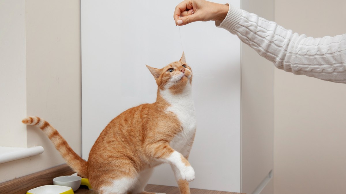 Cauda do gato: o que os movimentos revelam sobre as emoções