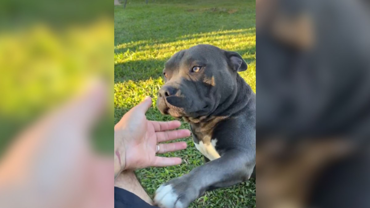 American Bully 'educado' só sossega após cumprimentar tutor