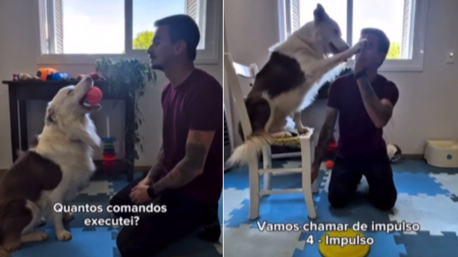 Border Collie impressiona ao executar mais de 50 comandos