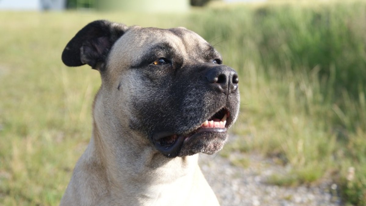 Guia de Raças: conheça o Dogue Canário, um cão forte e amigável