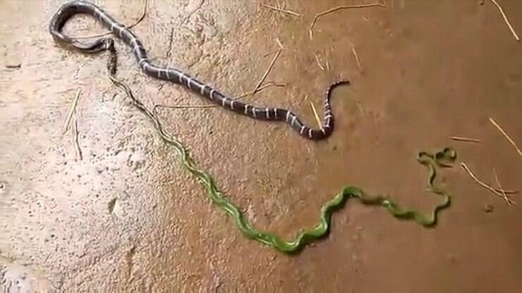 Indiano flagra serpente vomitando cobra do seu tamanho em imagens ...