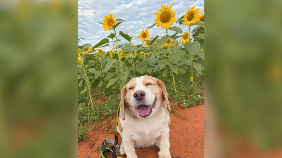 Conheça Mootoo, o cão conhecido por expressões hilárias