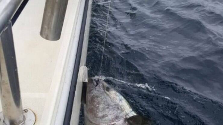 Pescaria recorde! Trio captura gigantesco atum azul, avaliado em R$ 14 ...