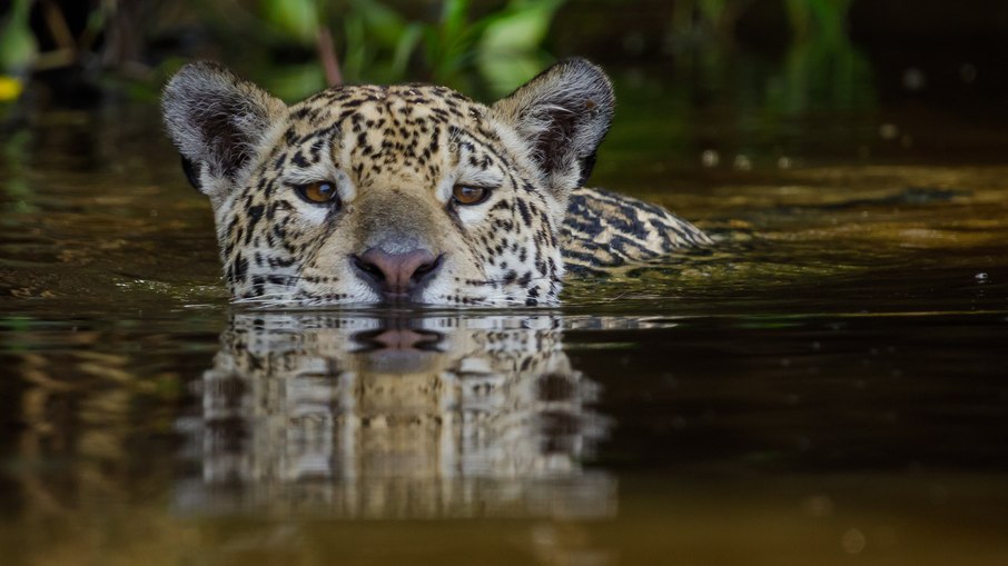 Onça-pintada bate recorde ao nadar 1,27 km em Goiás