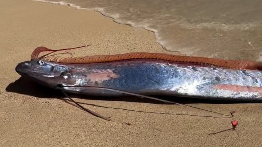 Dois 'peixes do fim do mundo' aparecem em praia no México