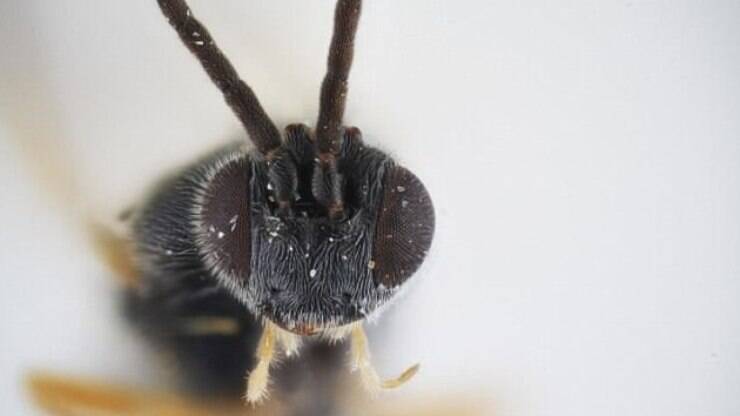Pesquisadores descobrem 'vespa alienígena' que come animais de dentro ...