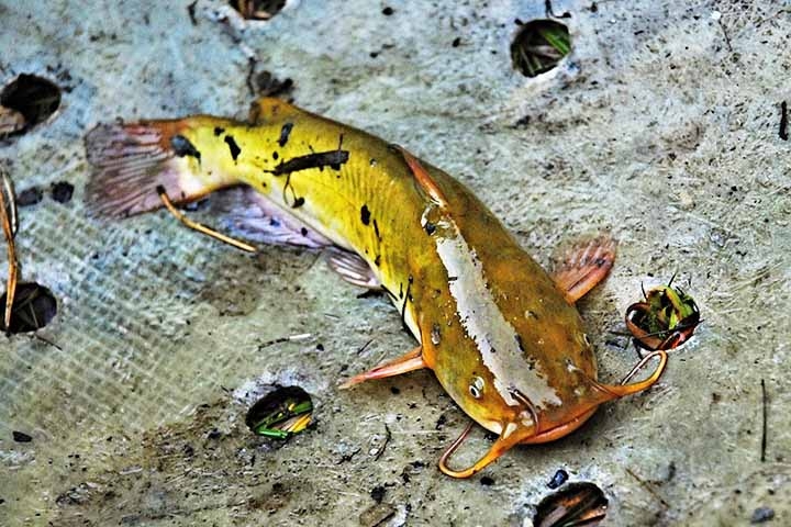 Presença de peixes bagres com ferrão venenoso gera alerta em praias de ...