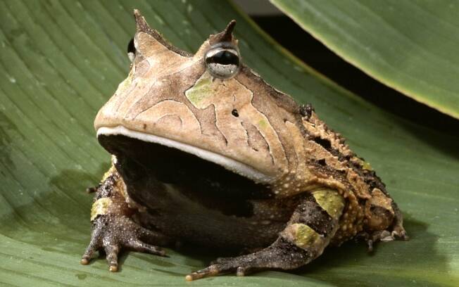 Foto do dia: sapo untanha - Ciência - iG