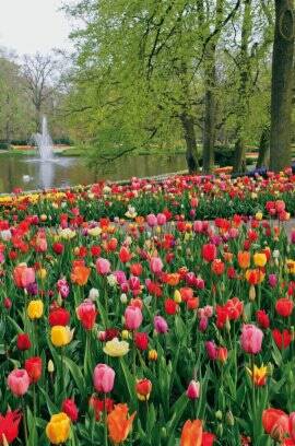 É primavera na Holanda - Jardinagem - iG